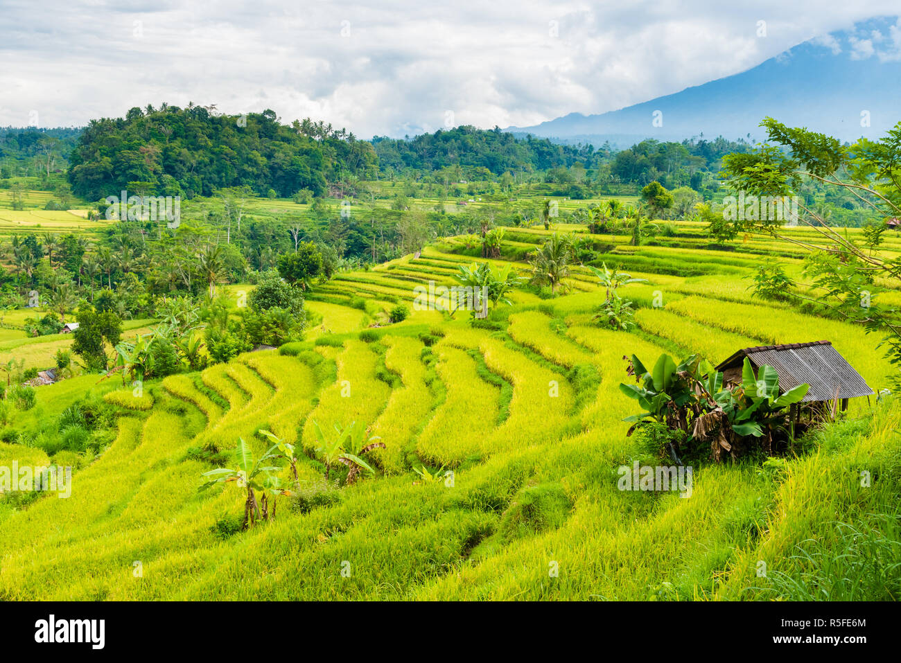 Green rice terrace fields in Bali, Indonesia Stock Photo - Alamy