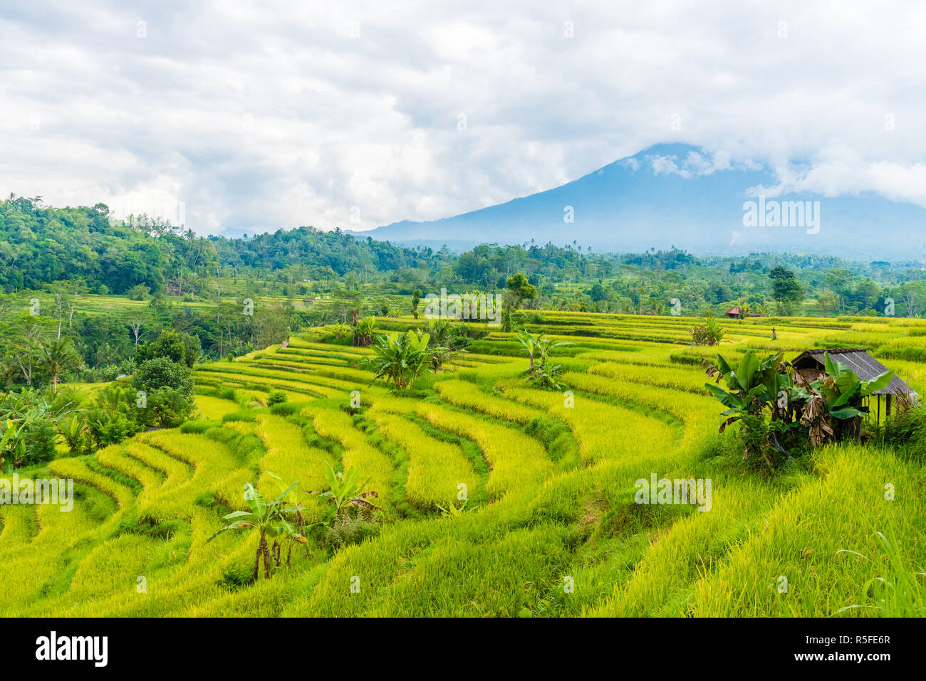 Green rice terrace fields in Bali, Indonesia Stock Photo - Alamy