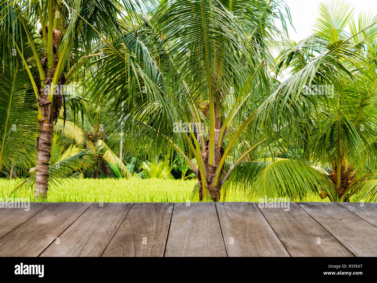 Empty green fields in tropical hi-res stock photography and images - Alamy