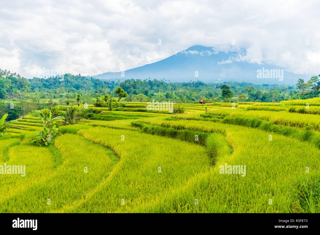 Green rice terrace fields in Bali, Indonesia Stock Photo - Alamy