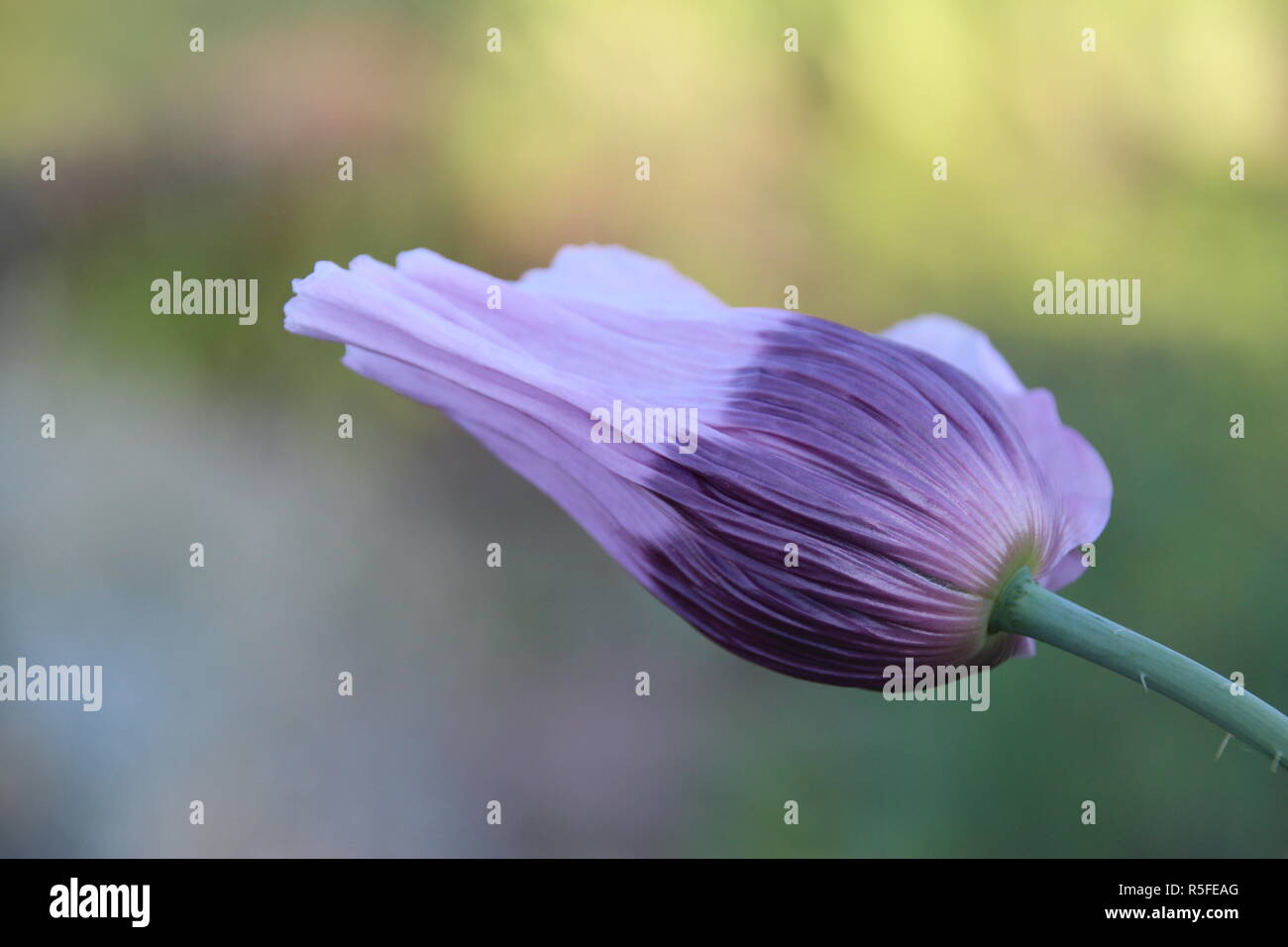 purple opium poppy a summer dream Stock Photo - Alamy