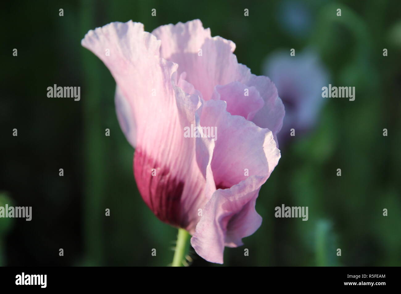 Purple opium poppy hi-res stock photography and images - Alamy