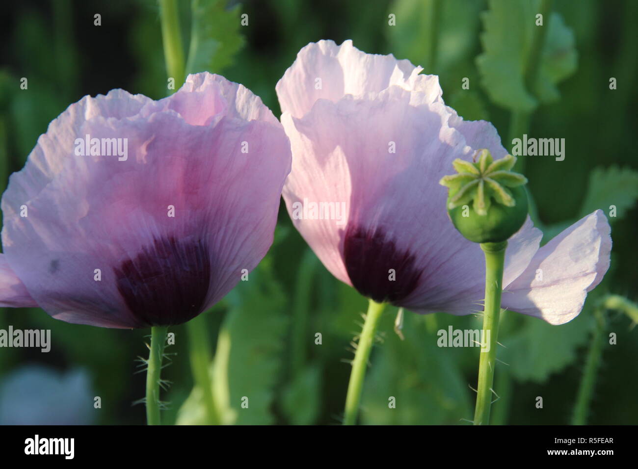 purple opium poppy a summer dream Stock Photo - Alamy