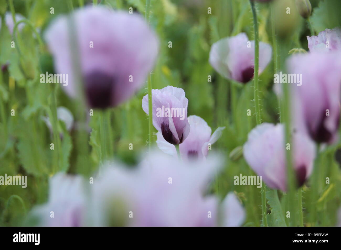 purple opium poppy a summer dream Stock Photo - Alamy