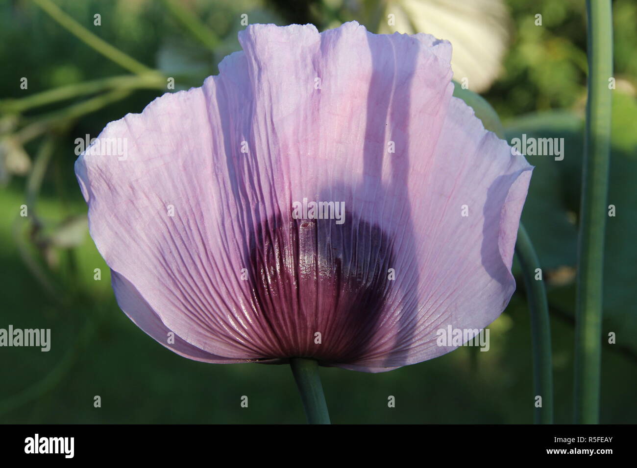 purple opium poppy a summer dream Stock Photo - Alamy