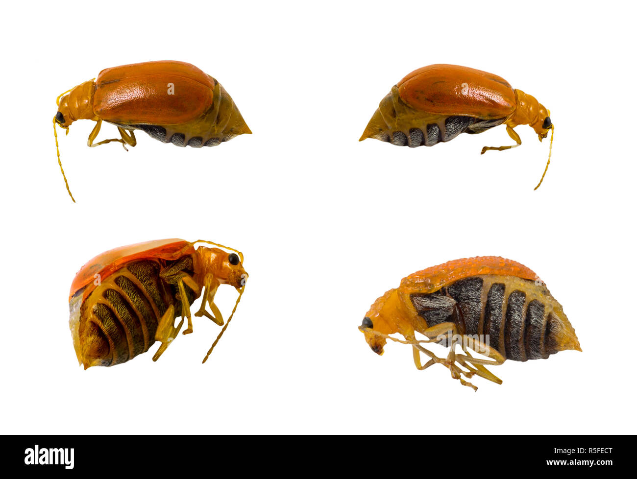 Little bug isolated on white background (clipping path included Stock ...