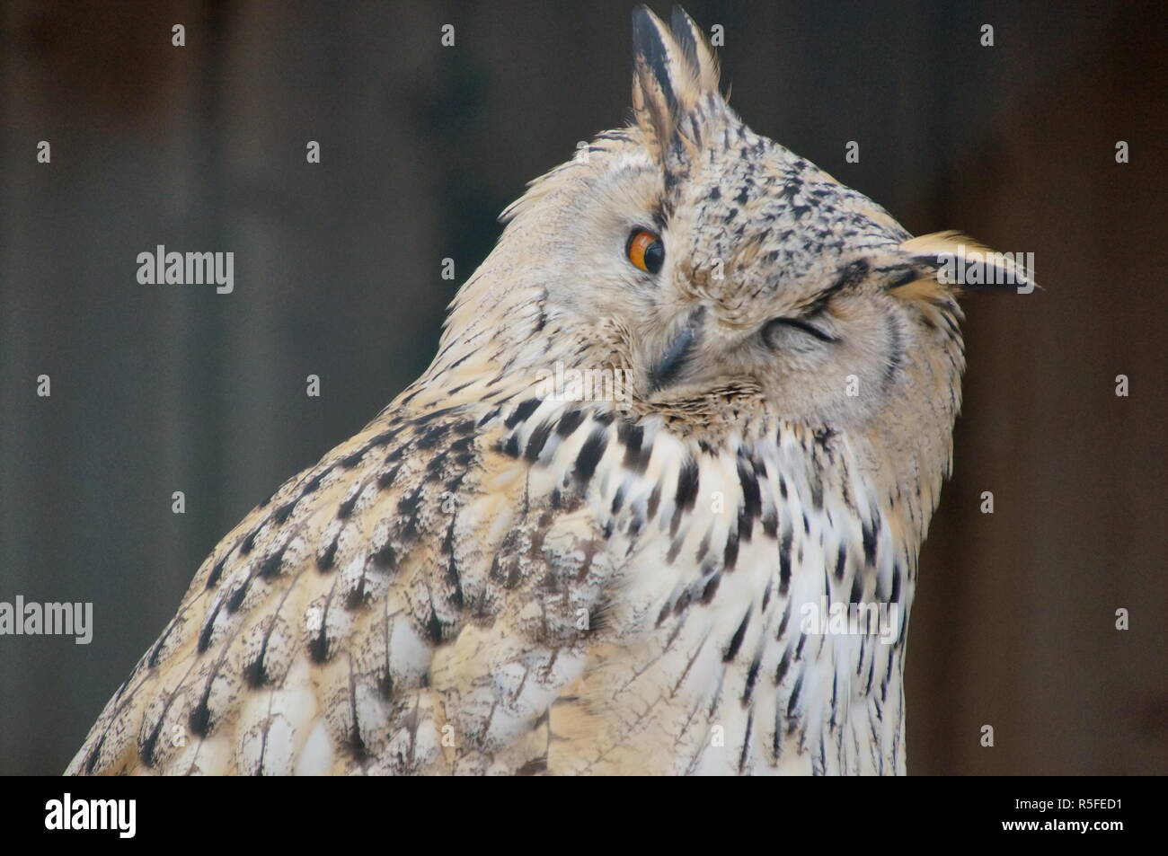 owl that turns a blind eye Stock Photo - Alamy