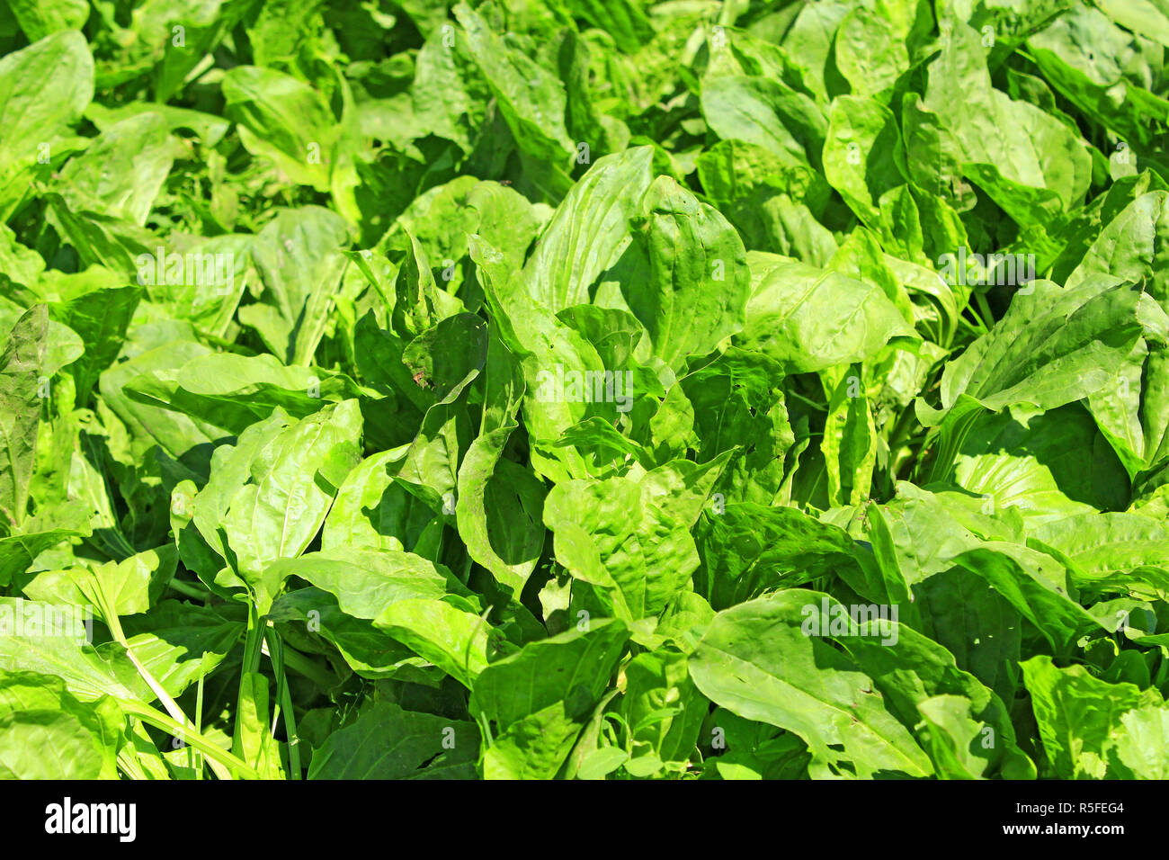 ribwort green leaves Stock Photo - Alamy