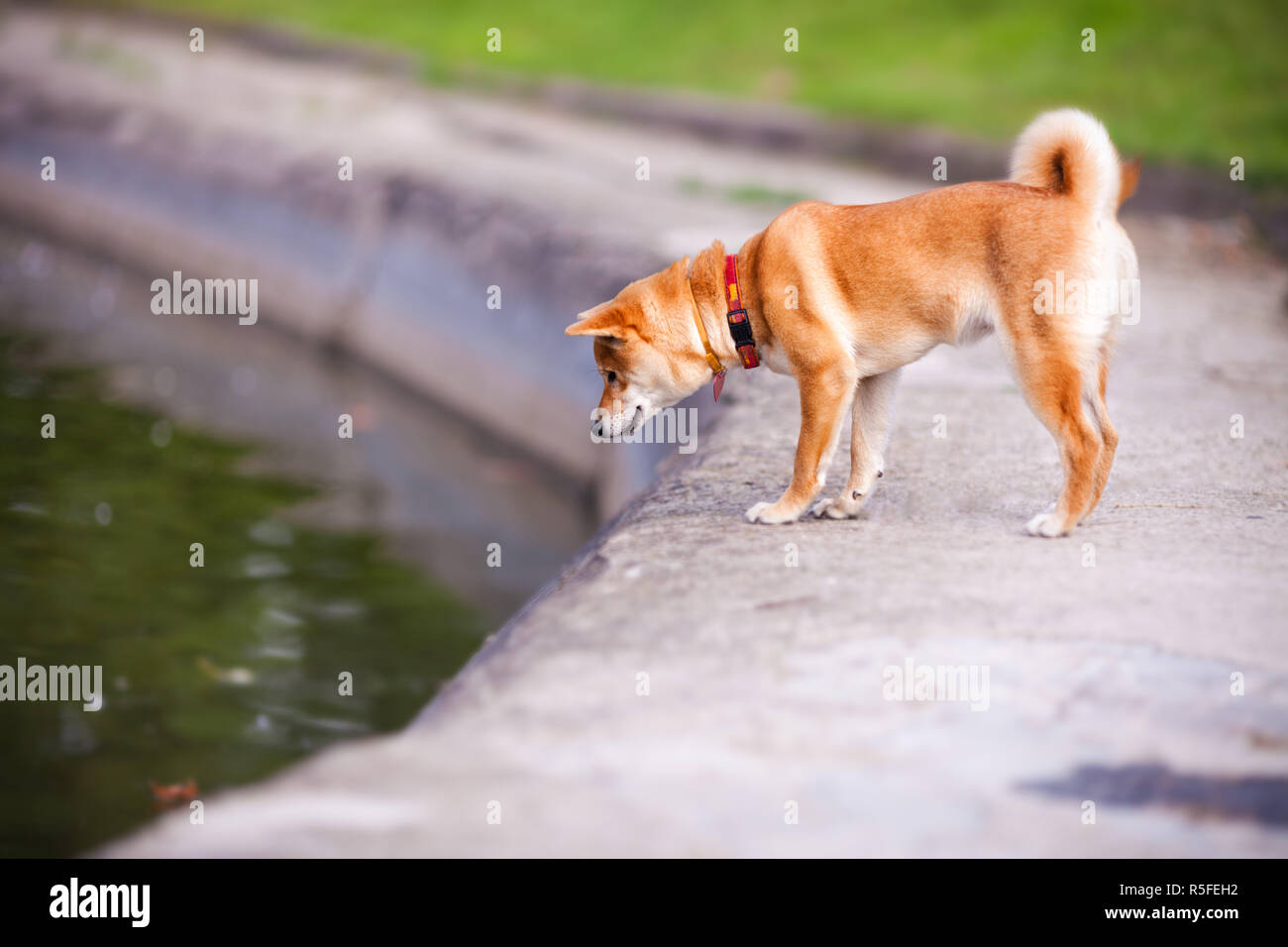 A young shiba inu in green garden Stock Photo - Alamy