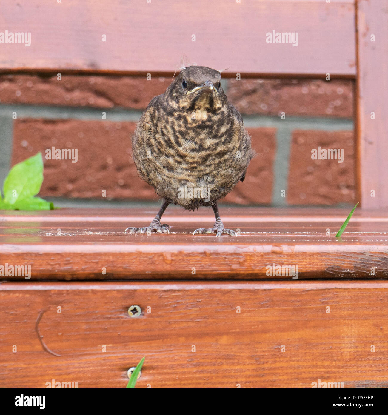 Young thrush hi-res stock photography and images - Alamy