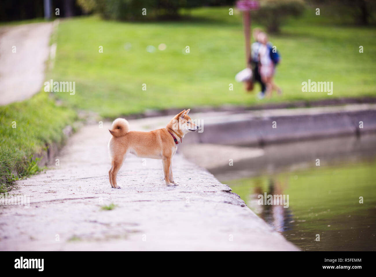 Shiba inu cut hi-res stock photography and images - Alamy