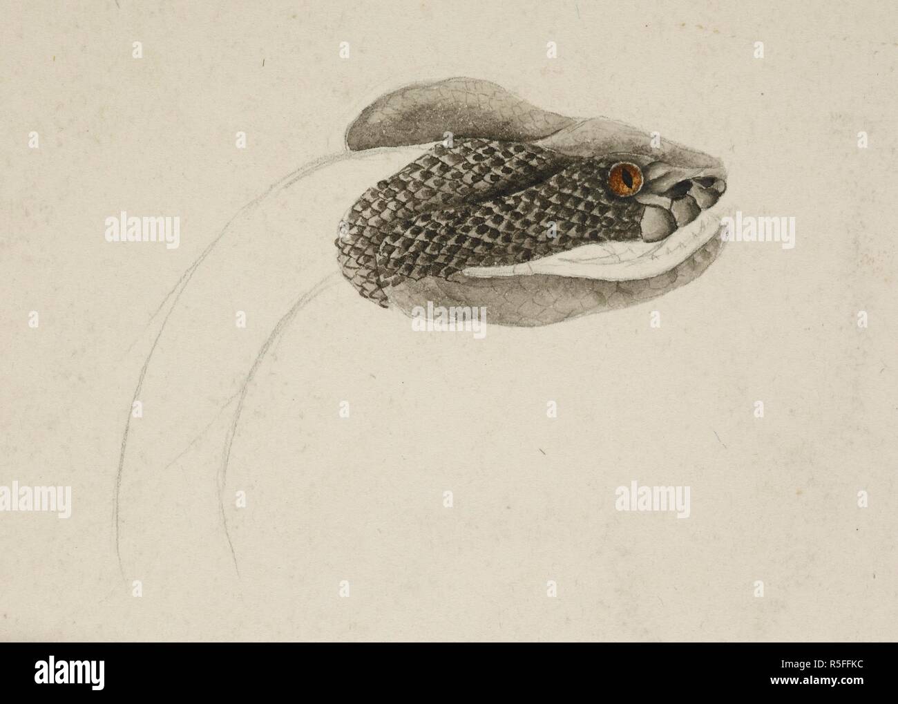 Pencil snake hi-res stock photography and images - Alamy