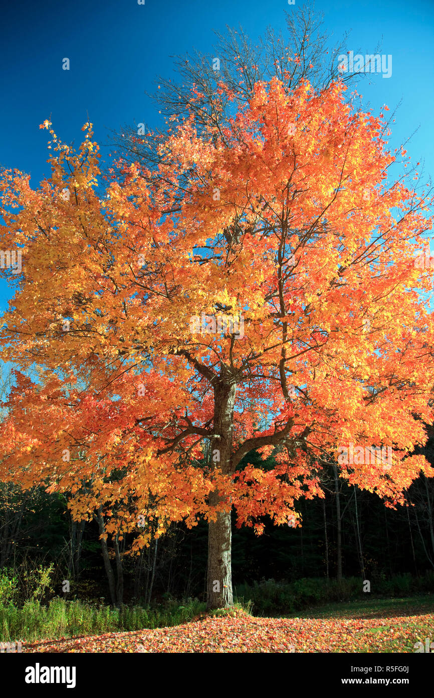 USA, New England, Vermont, Stowe, Fall Foliage Stock Photo - Alamy
