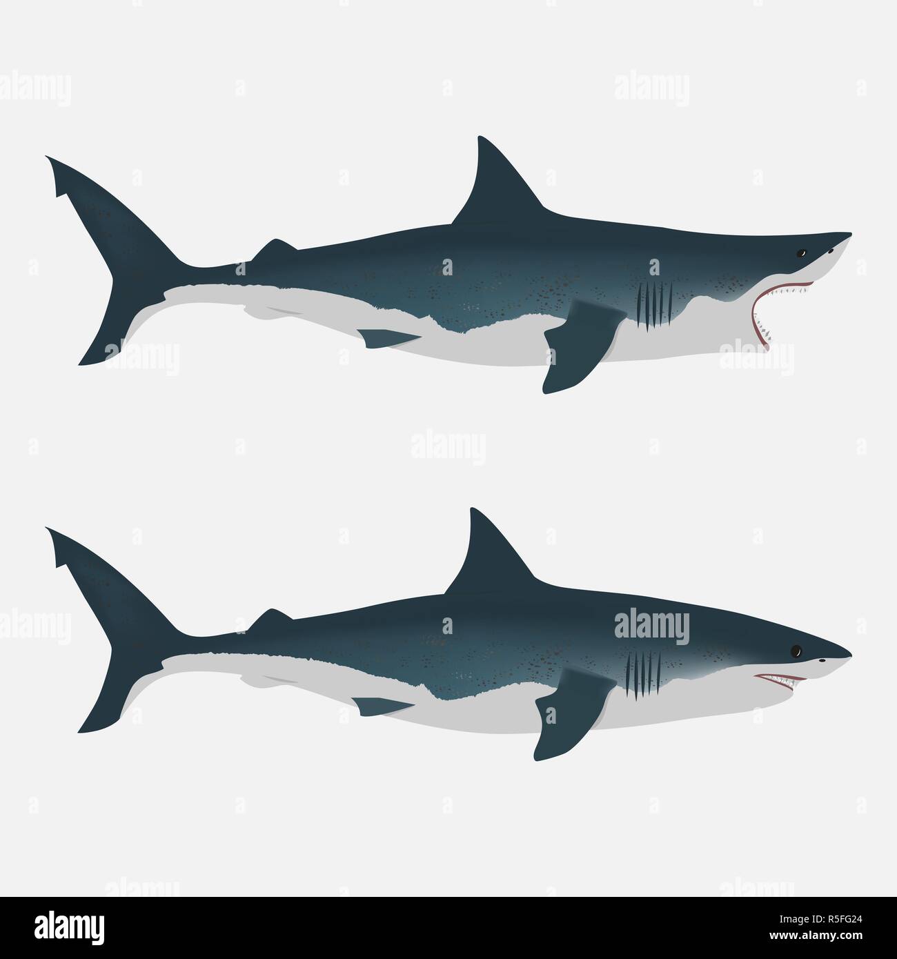 Great white shark mouth open hi-res stock photography and images - Alamy