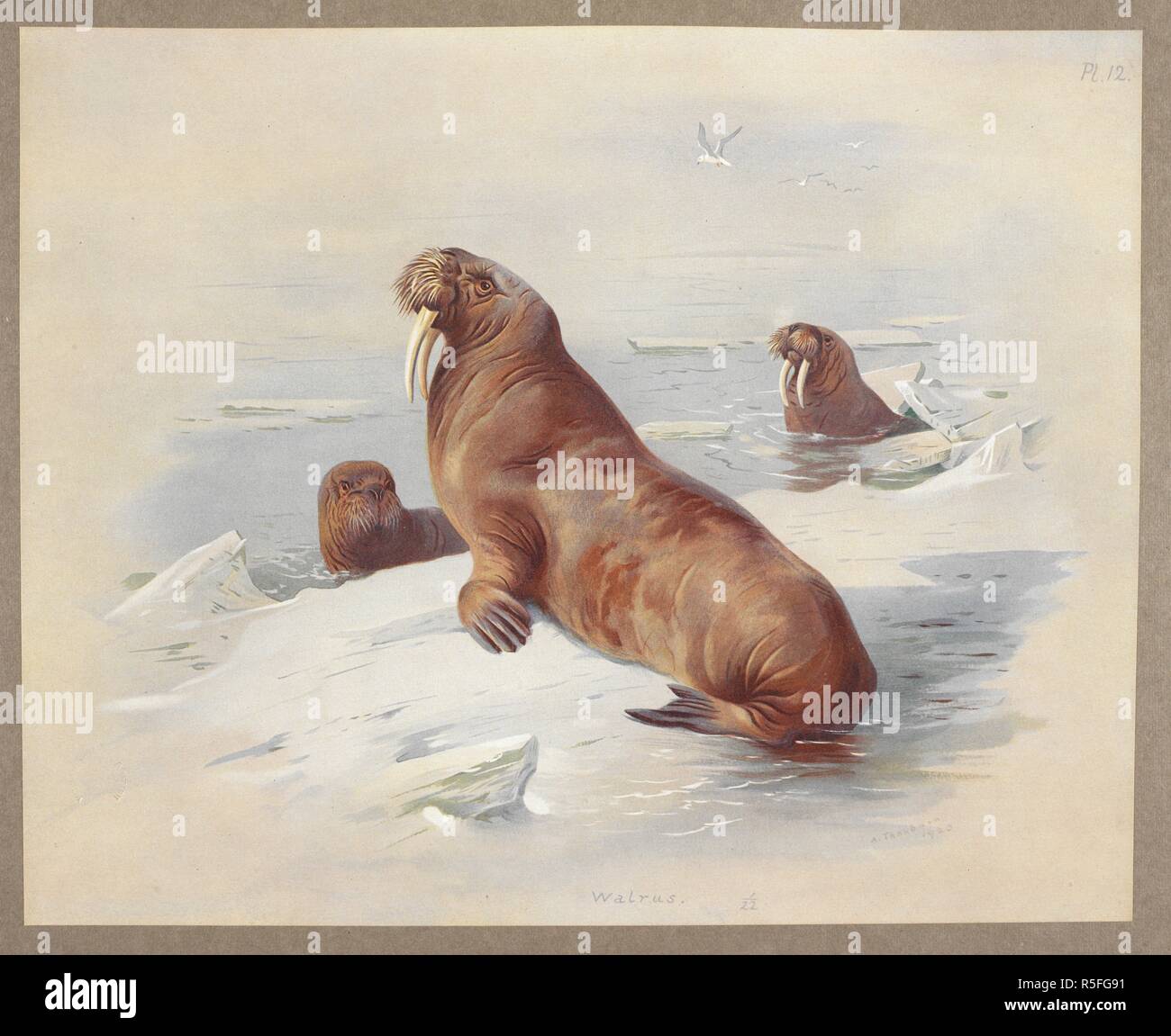 Walrus. British Mammals. Written and illustrated by A. Thorburn, F.Z.S ...