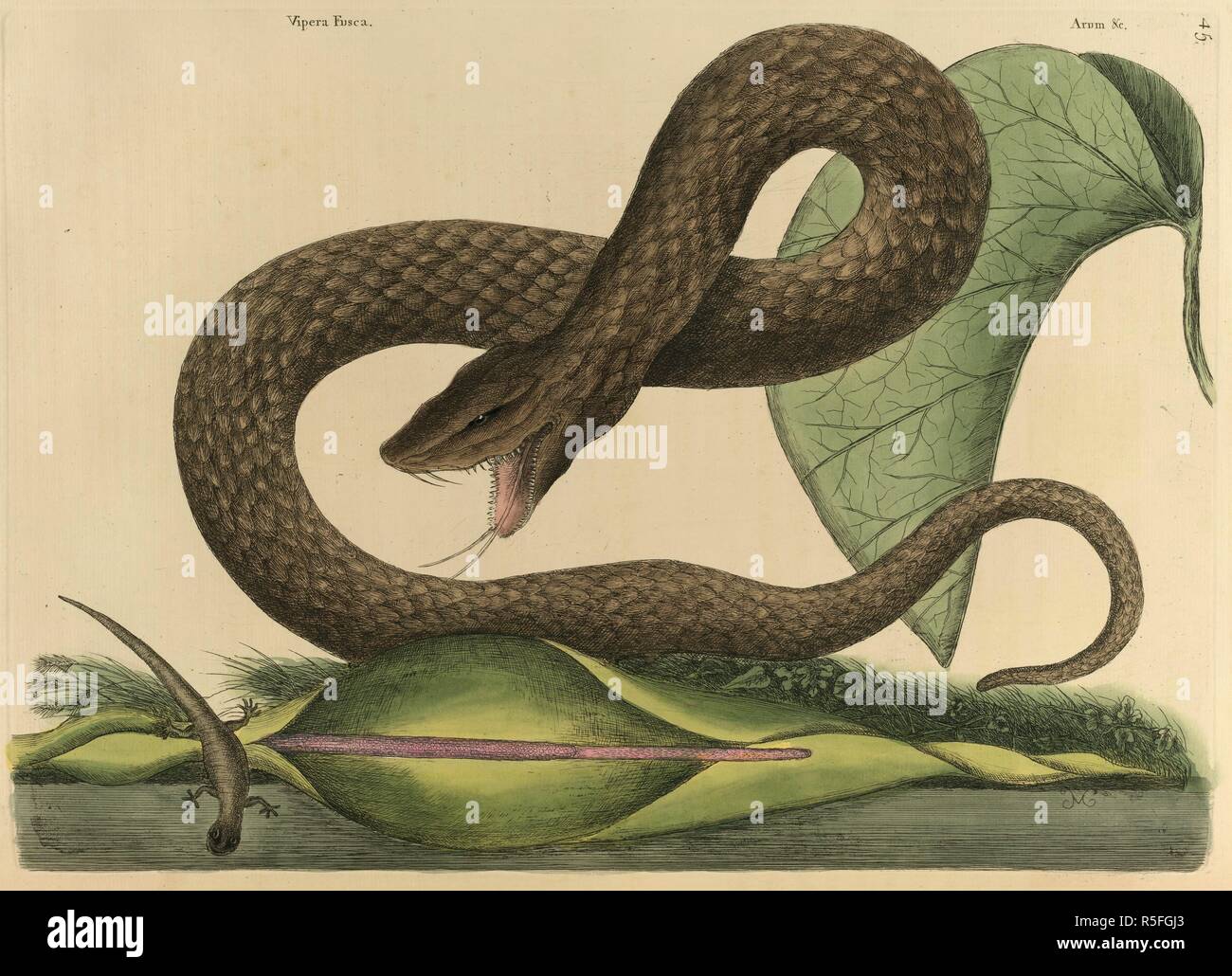 Vipera fusca. The brown viper. The Natural History of Carolina, Florida ...