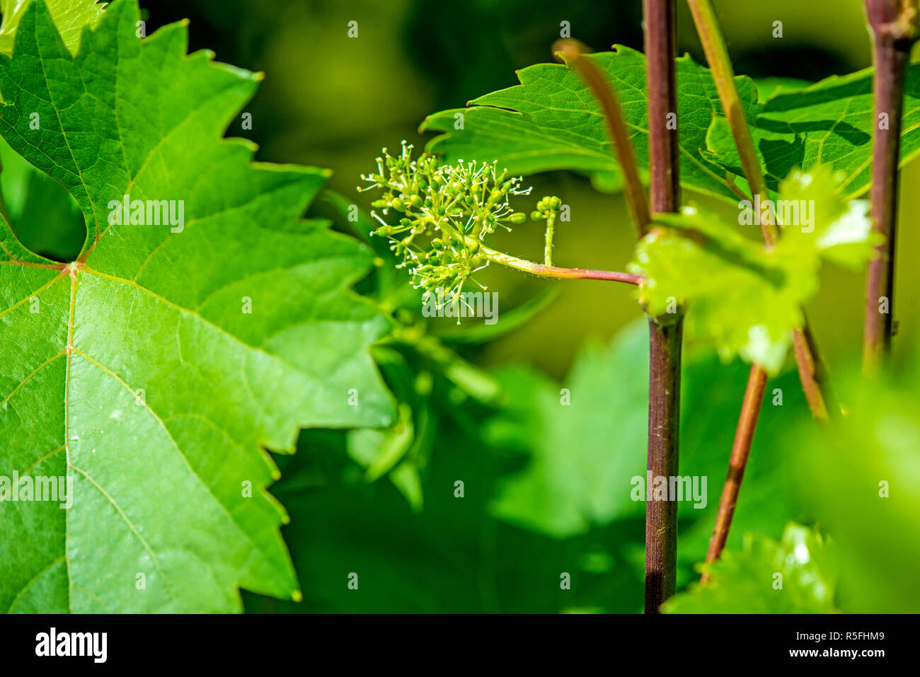 Small vine hi-res stock photography and images - Alamy