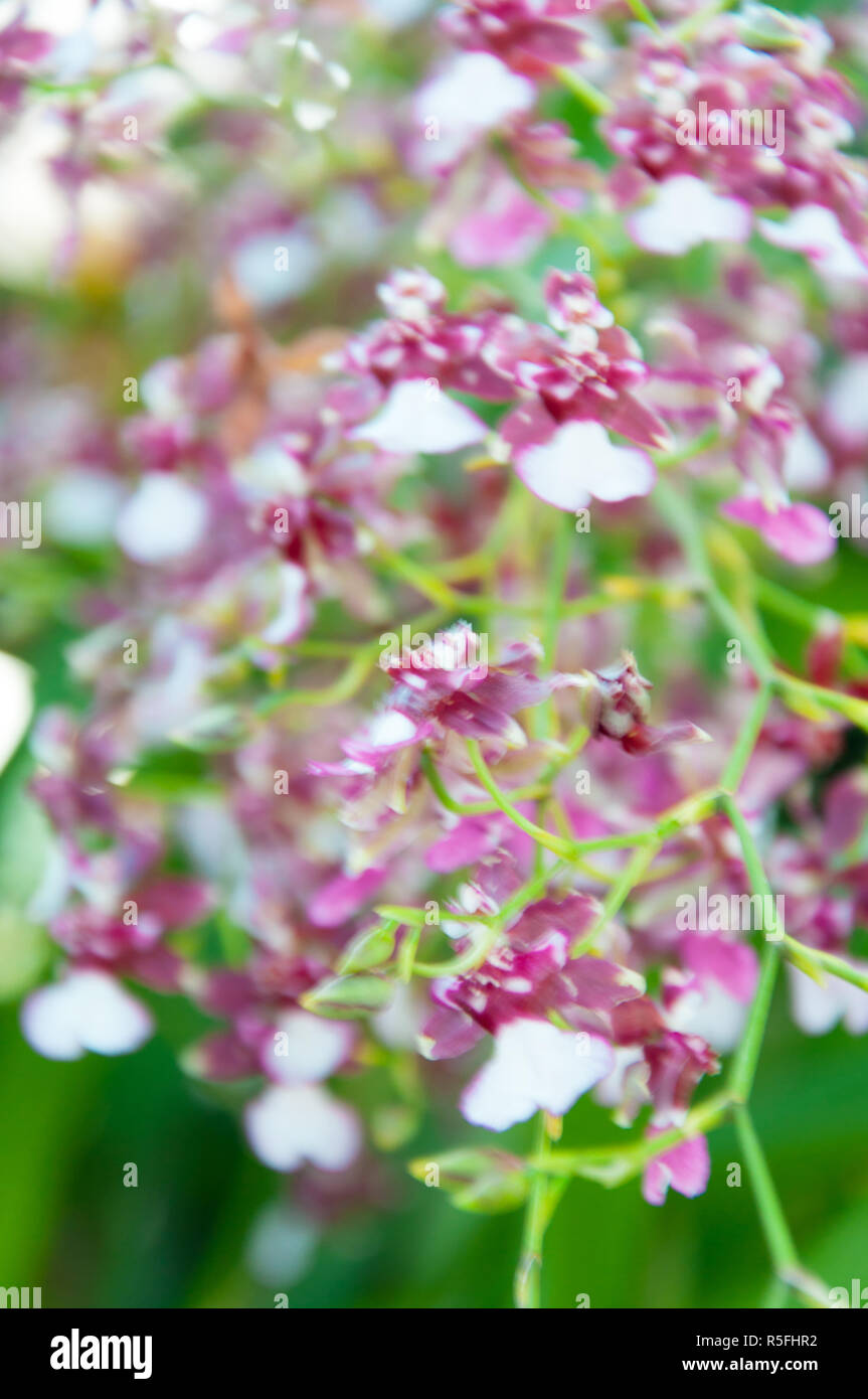 Deep pink orchids hi-res stock photography and images - Alamy