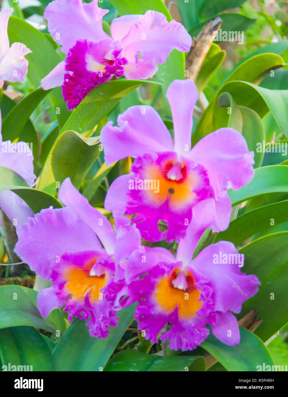 Deep pink orchids hi-res stock photography and images - Alamy