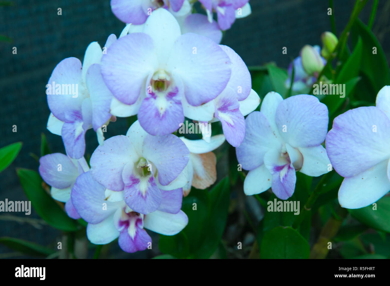 Deep pink orchids hi-res stock photography and images - Alamy