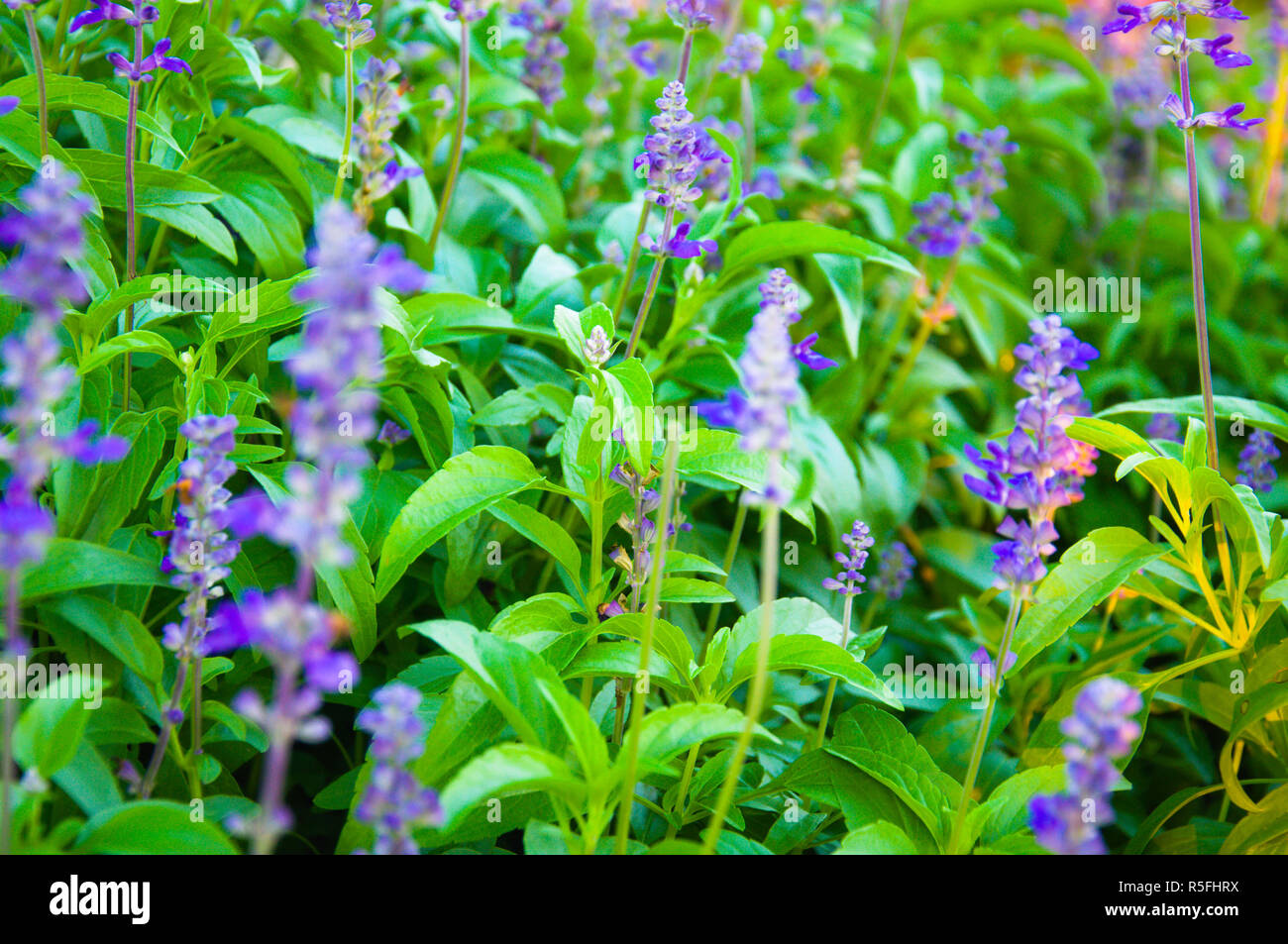 Fresh Lavender Botanical Stock Photo - Alamy