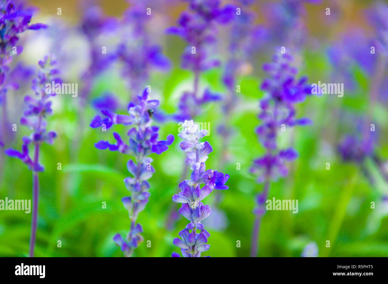 Fresh Lavender Botanical Stock Photo - Alamy