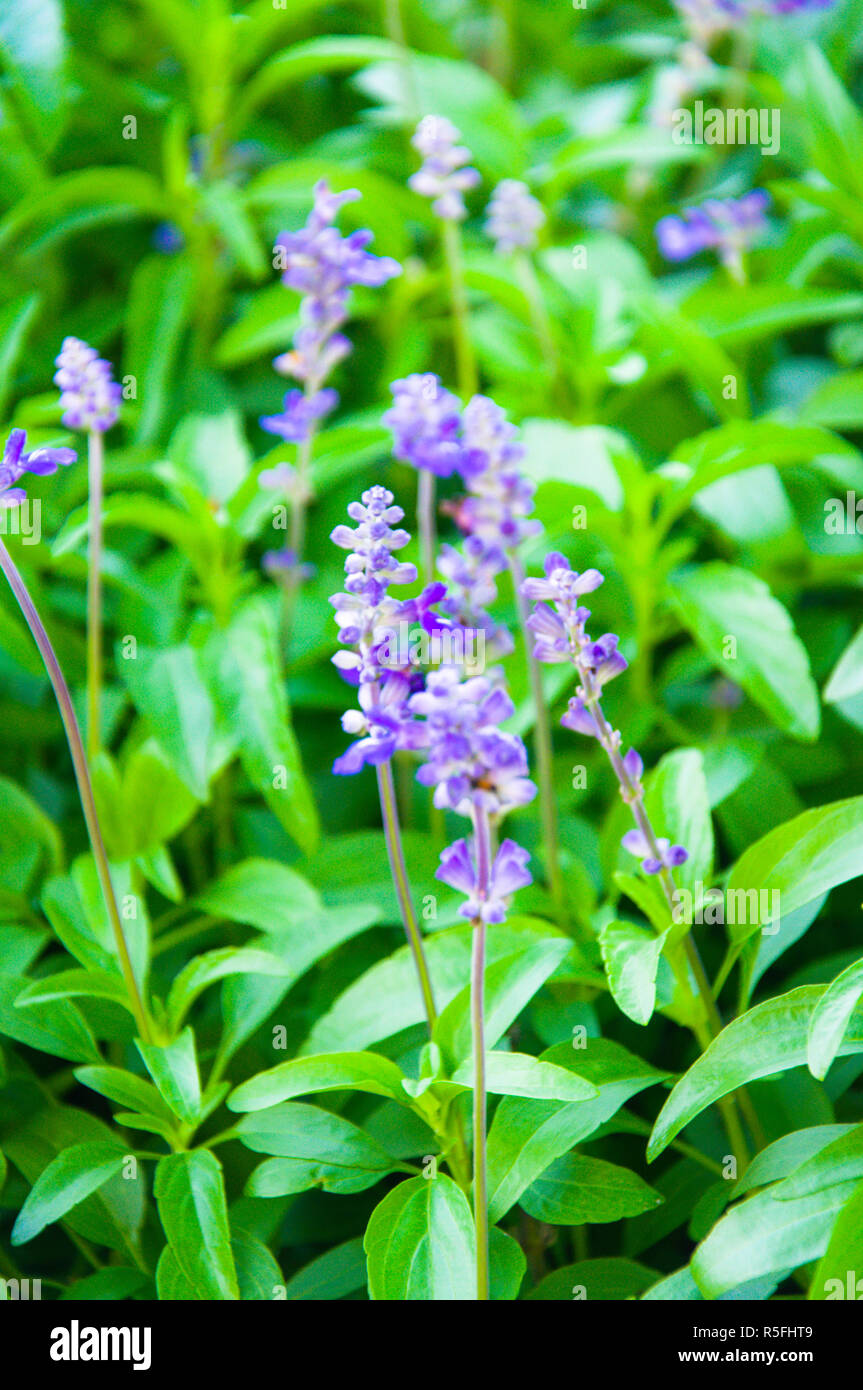 Fresh Lavender Botanical Stock Photo - Alamy