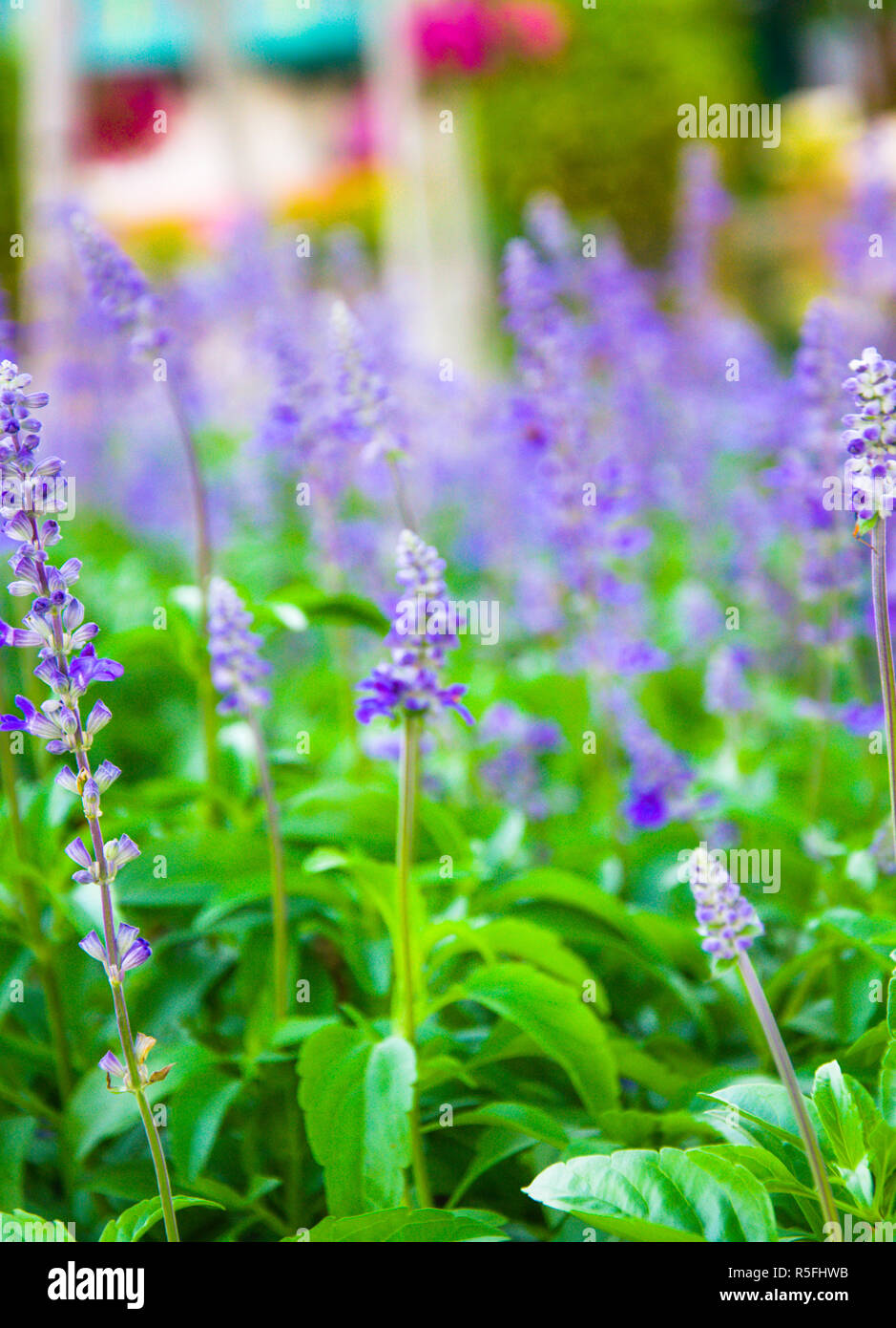 Fresh Lavender Botanical Stock Photo - Alamy