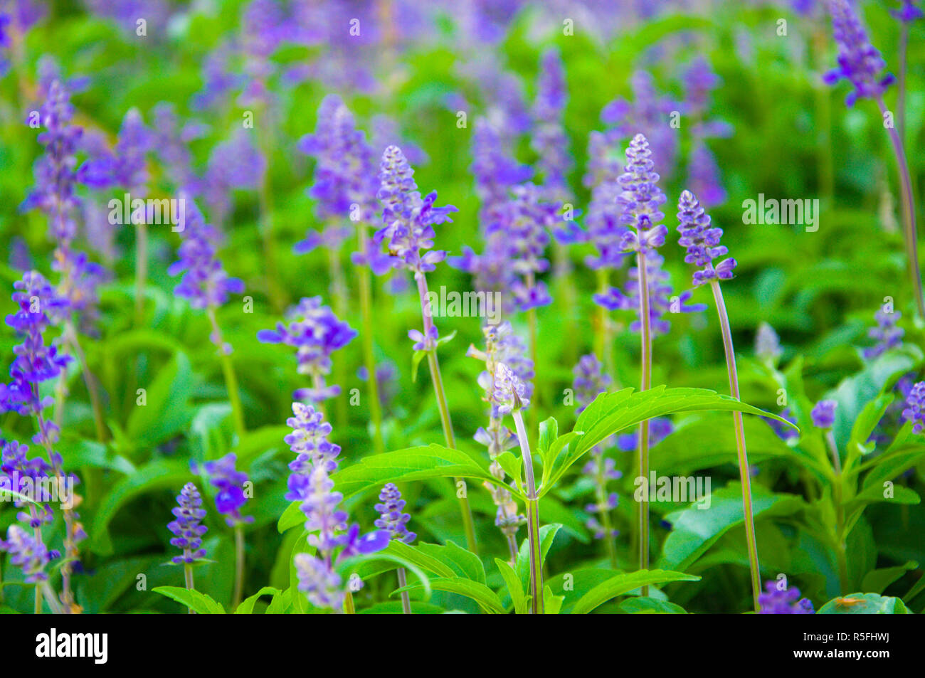 Fresh Lavender Botanical Stock Photo - Alamy