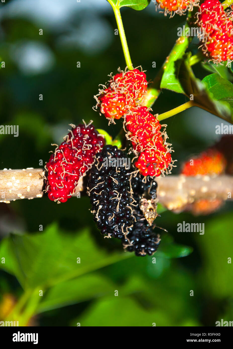 Mulberry fruits on tree Stock Photo - Alamy