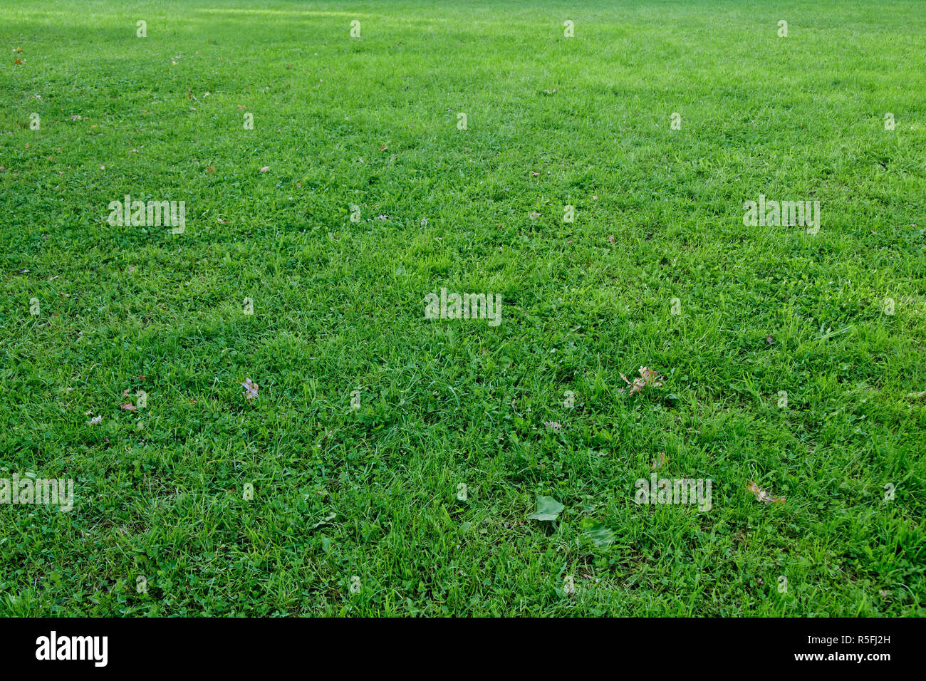Grass natural landscape texture Stock Photo - Alamy