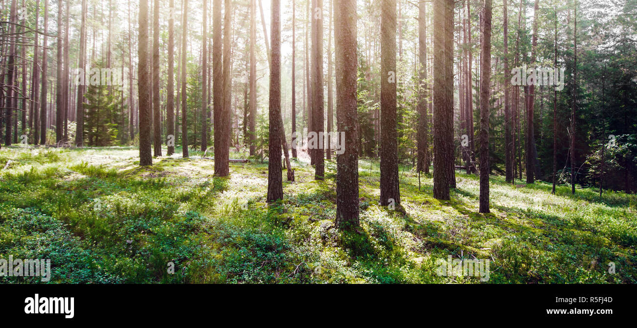 Wild trees in forest Stock Photo - Alamy