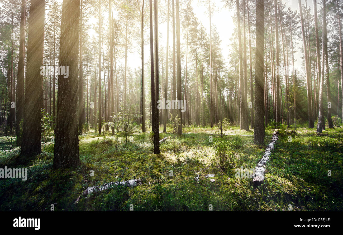Forest. Wild plants and trees Stock Photo - Alamy