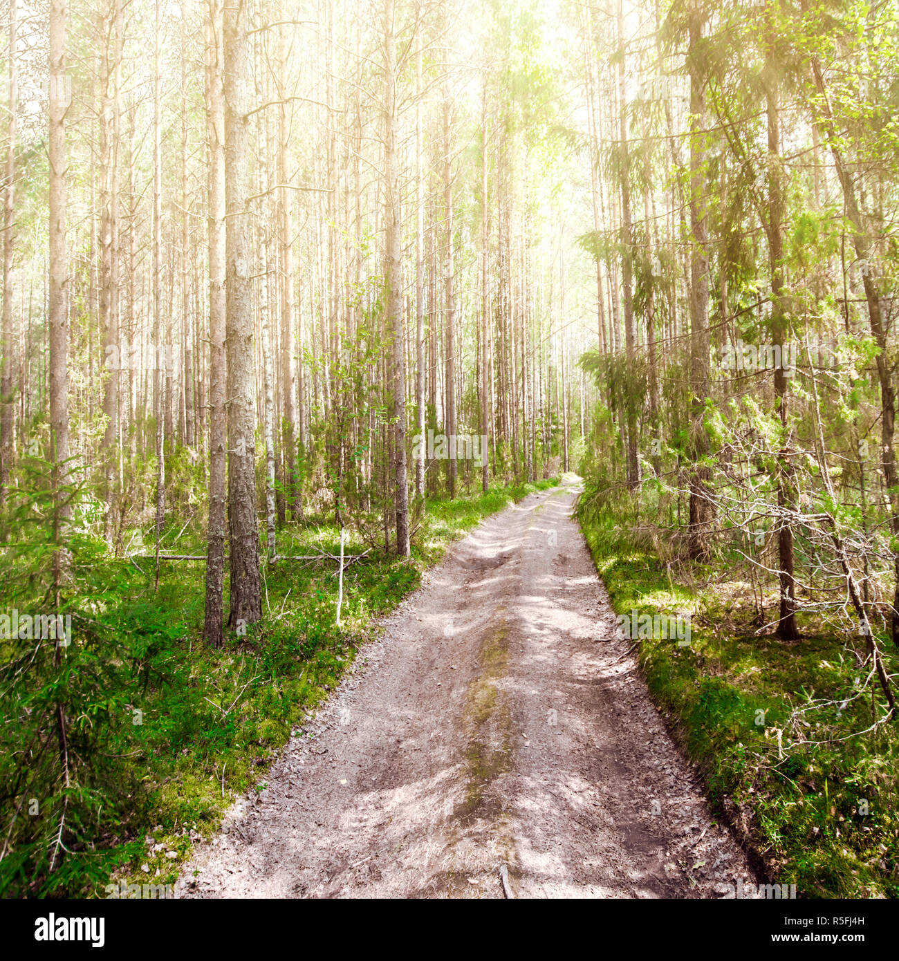 Summer road landscape Stock Photo - Alamy