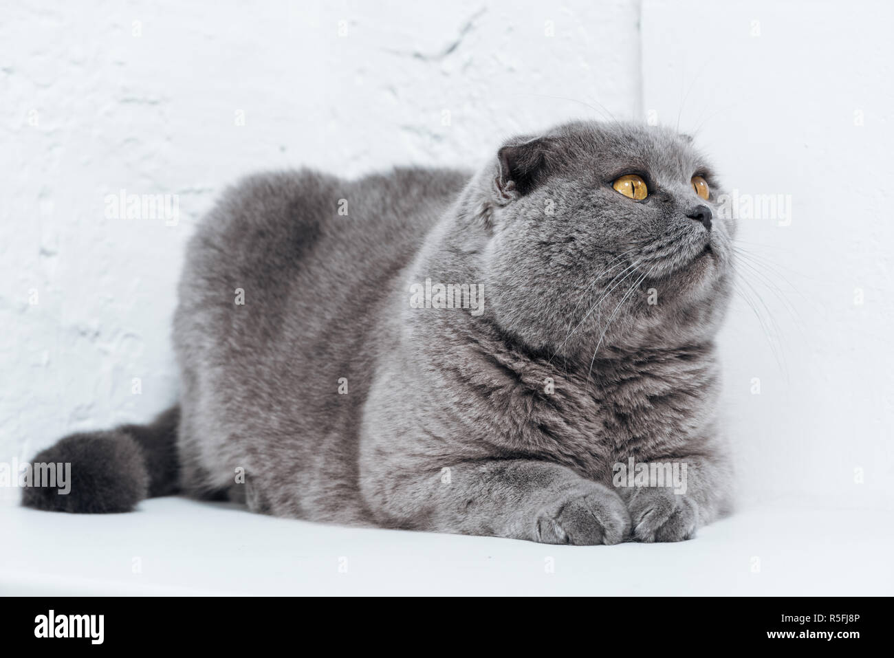 funny scottish fold cat lying on white background Stock Photo - Alamy