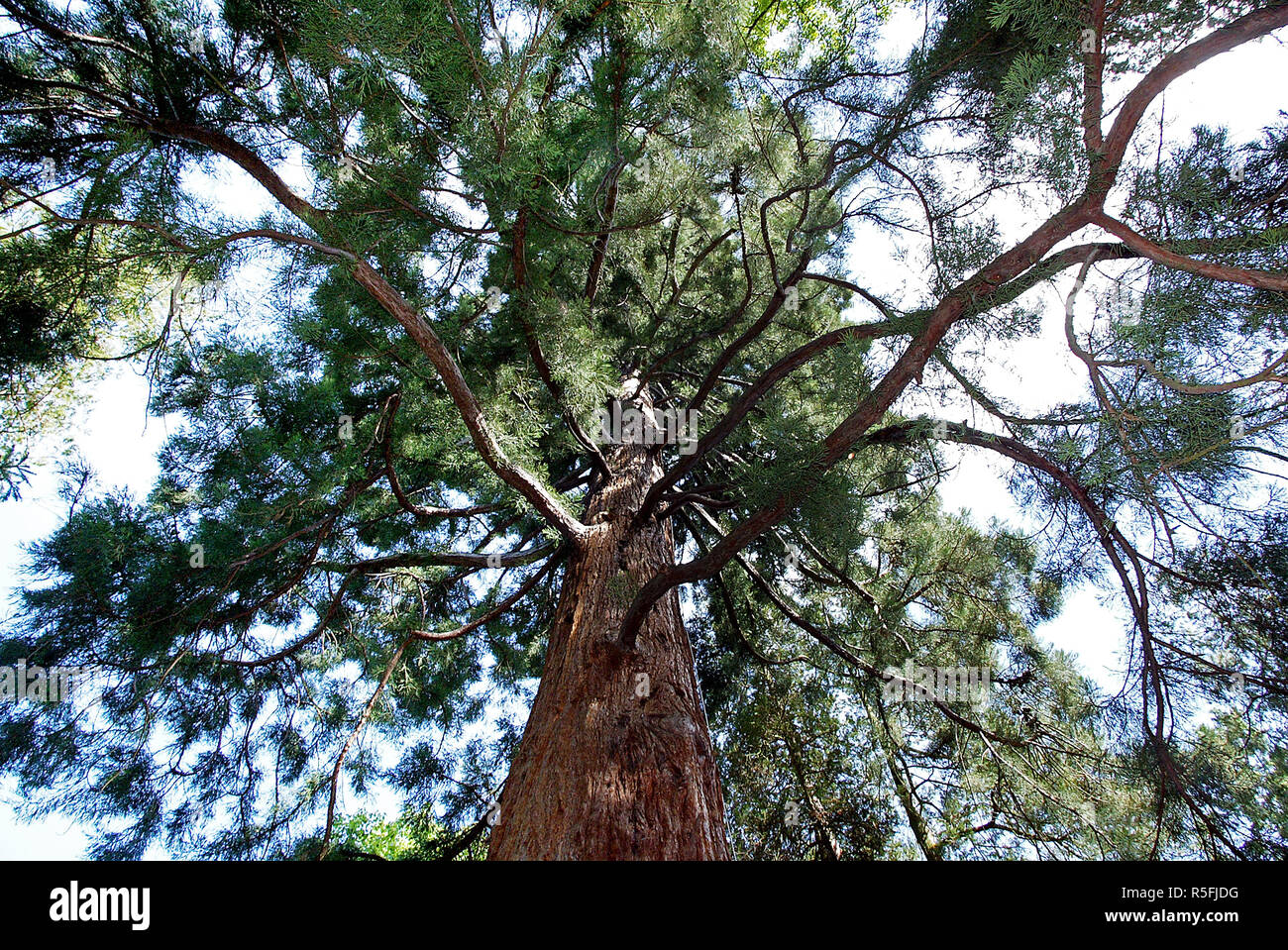 Redwoodtree hi-res stock photography and images - Alamy