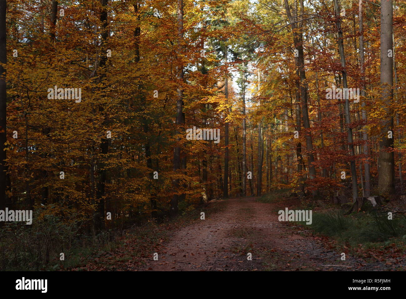 Fall colors in a forest in Germany near Winnweiler Stock Photo - Alamy