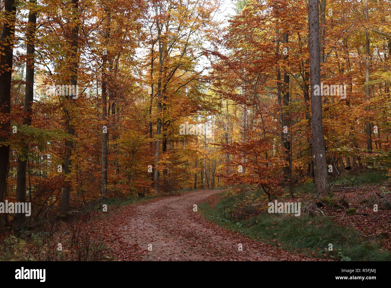 Fall colors in a forest in Germany near Winnweiler Stock Photo - Alamy