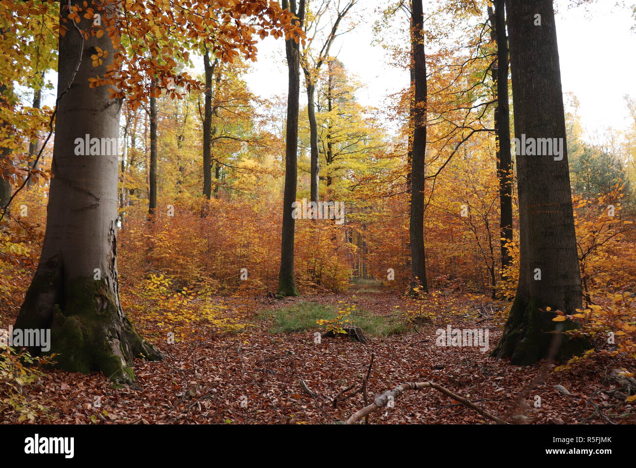 Fall colors in a forest in Germany near Winnweiler Stock Photo - Alamy