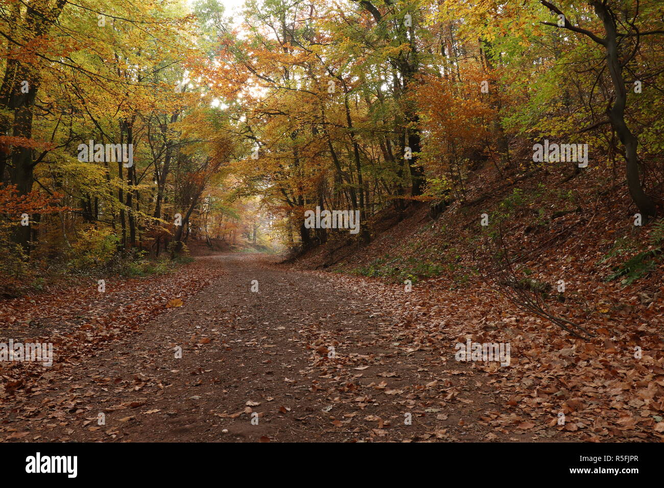 Fall colors in a forest in Germany near Winnweiler Stock Photo - Alamy