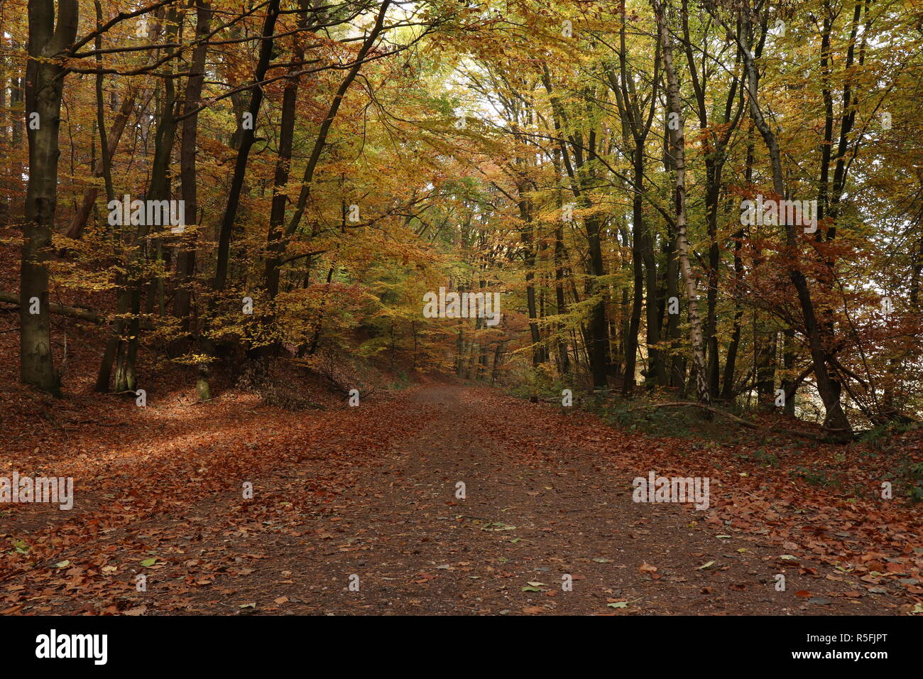 Fall colors in a forest in Germany near Winnweiler Stock Photo - Alamy