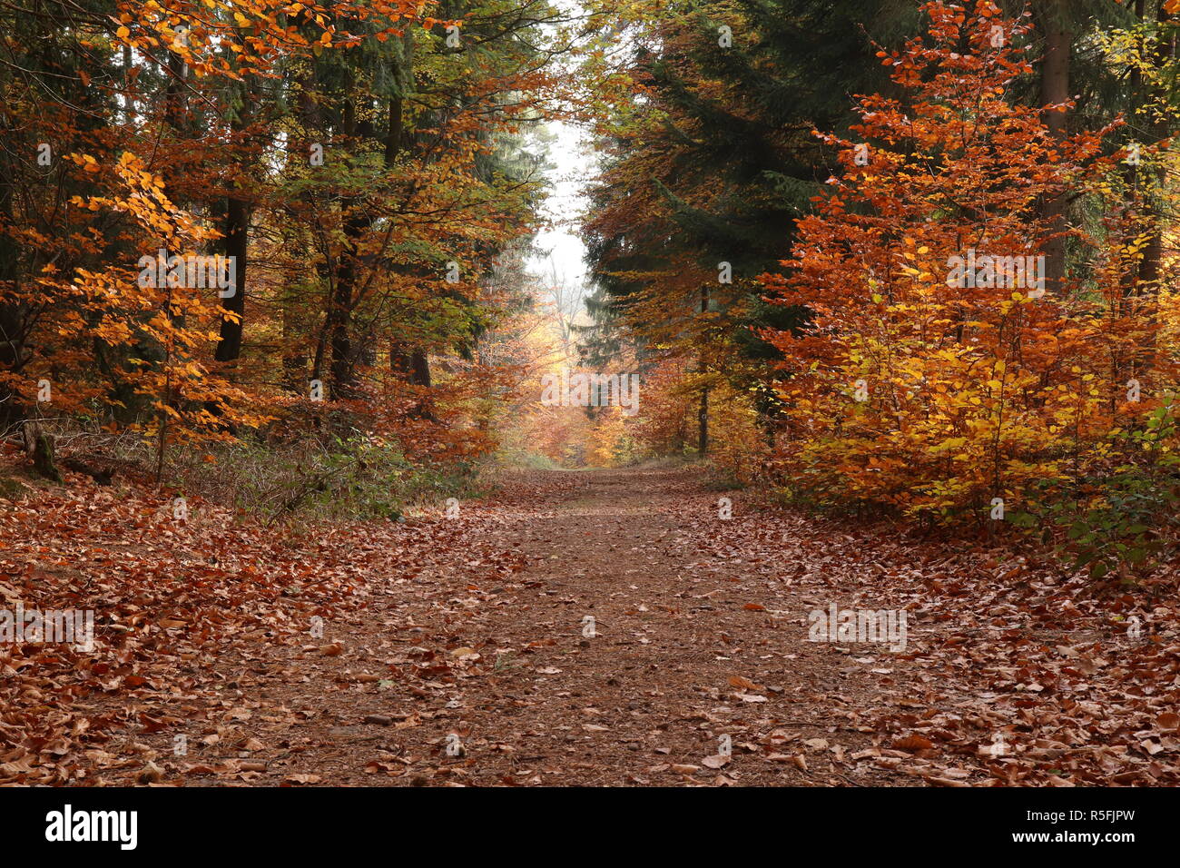 Fall colors in a forest in Germany near Winnweiler Stock Photo - Alamy