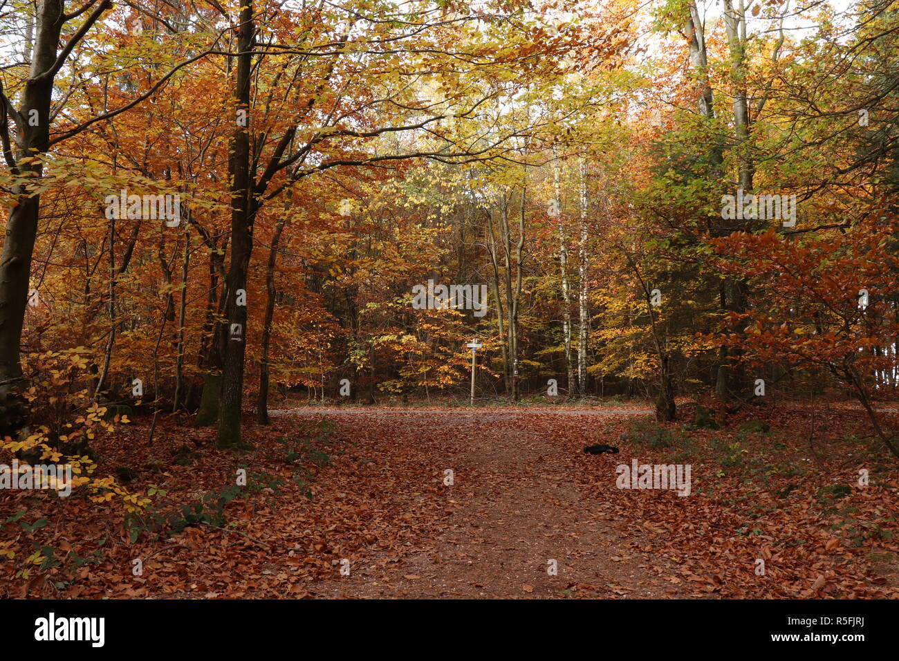 Fall colors in a forest in Germany near Winnweiler Stock Photo - Alamy
