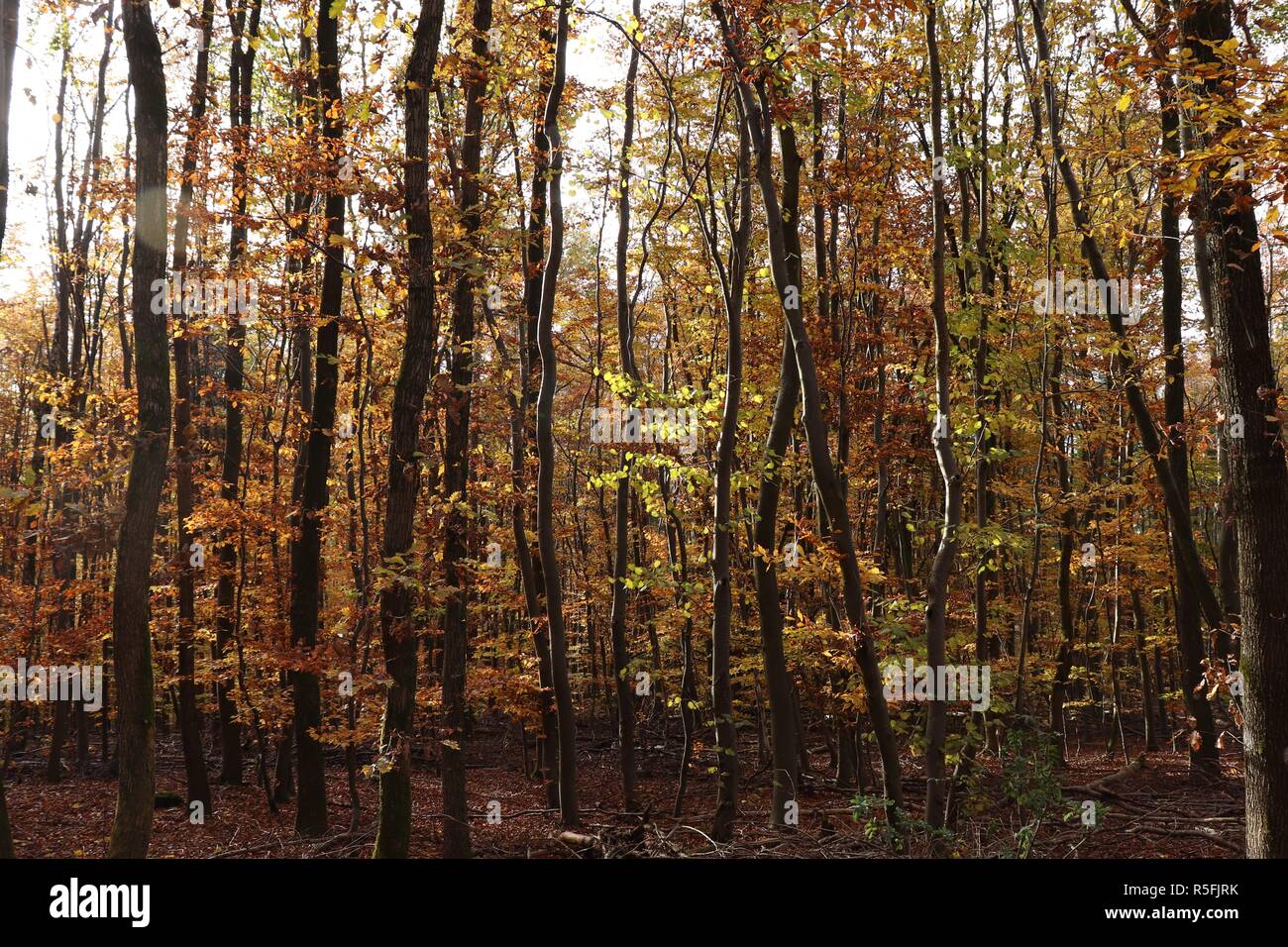 Fall colors in a forest in Germany near Winnweiler Stock Photo - Alamy