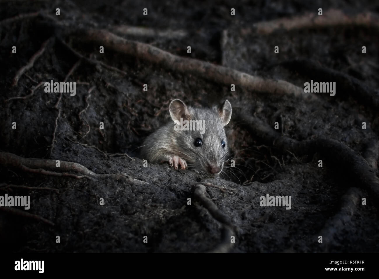 Wild animals hugging hi-res stock photography and images - Alamy