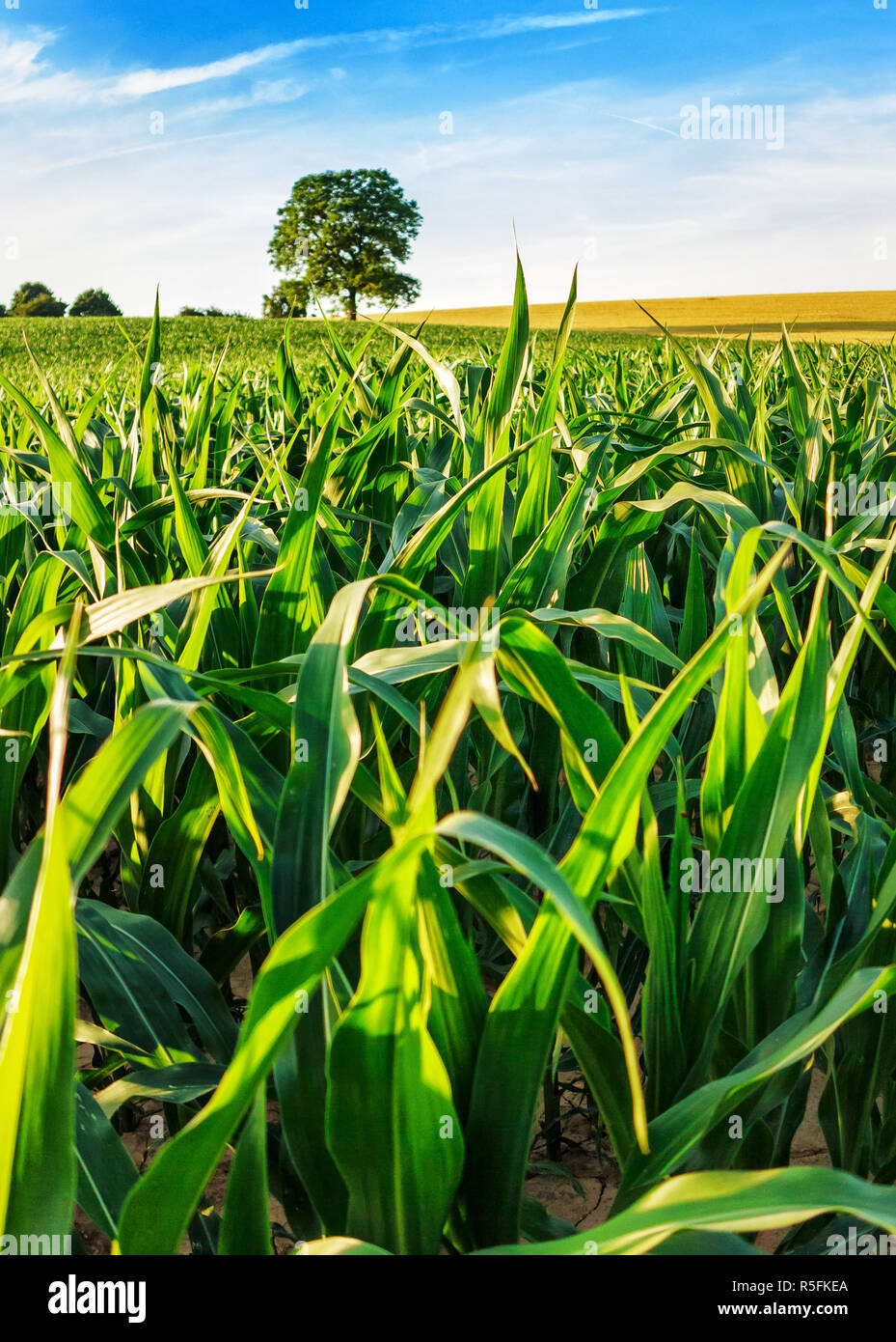 Hessian summer landscape corn hi-res stock photography and images - Alamy