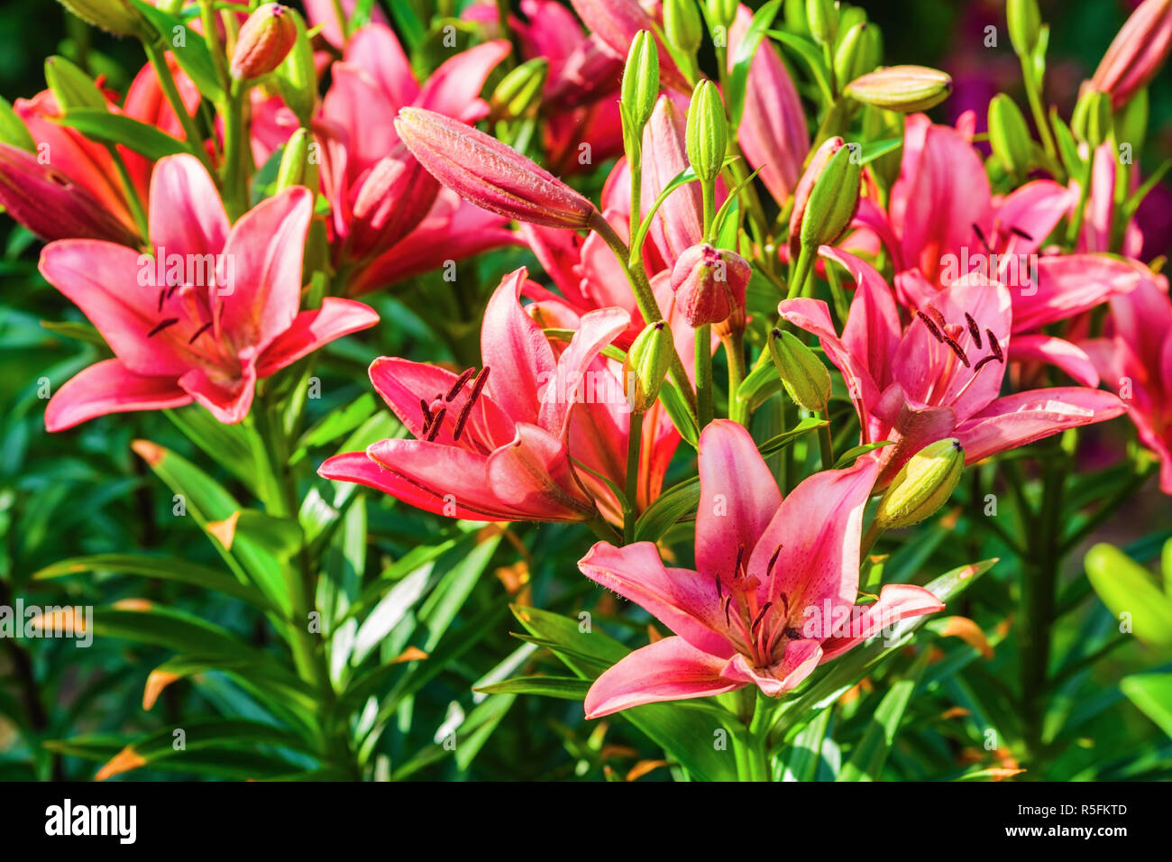 Beautiful lily flowers Stock Photo - Alamy