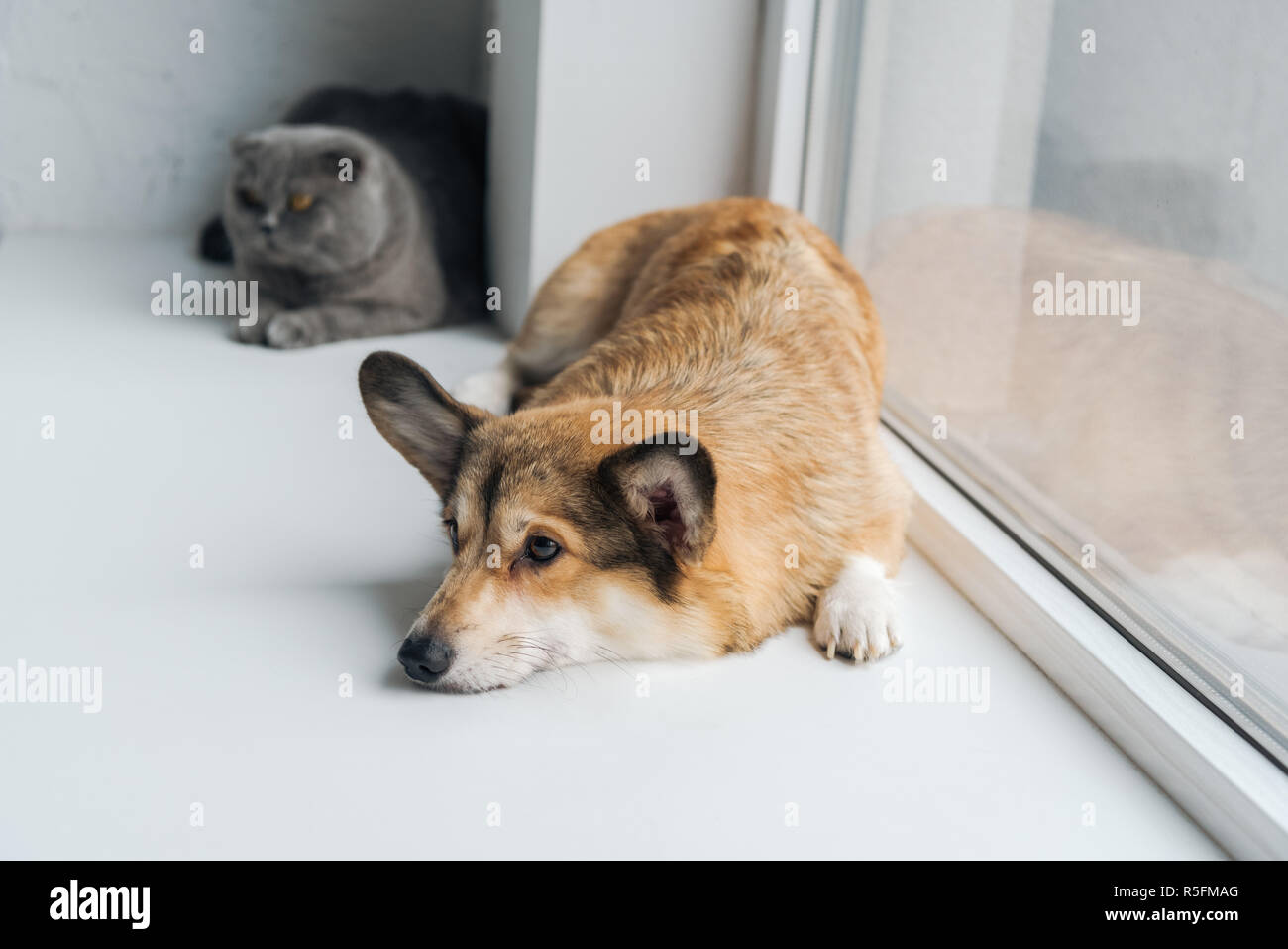 cute scottish fold cat and corgi dog lying on windowsill together Stock ...