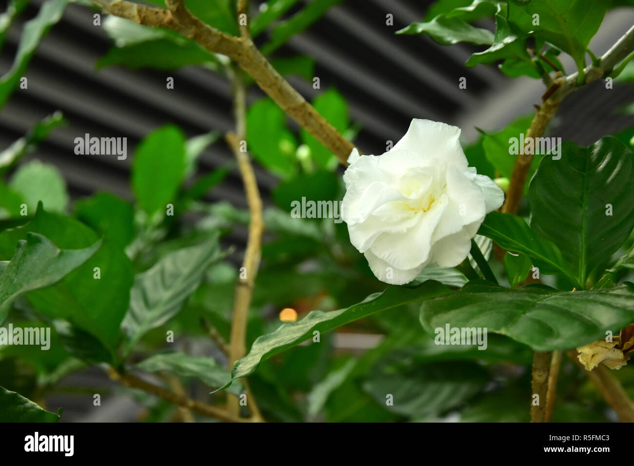 Arabian jasmine flower hi-res stock photography and images - Alamy