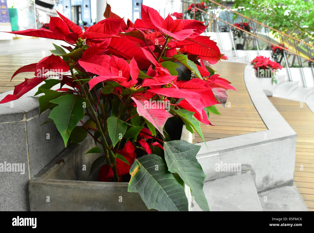 Red Beautiful Poinsettia Flower Stock Photo - Alamy